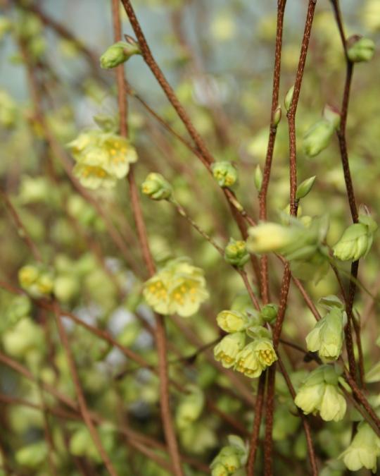 North Hill Nurseries - Wholesale Plant Nursery