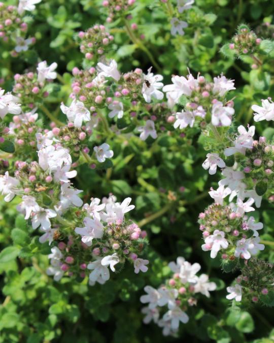 North Hill Nurseries - Wholesale Plant Nursery