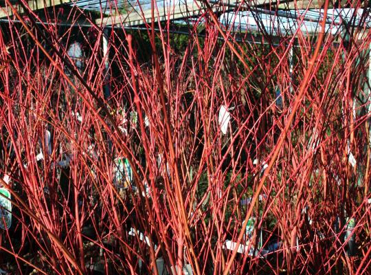 Acer palmatum Senkaki [Sango-kaku]