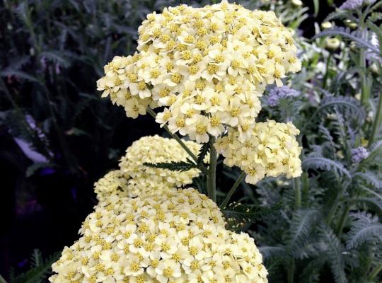 Achillea Anthea