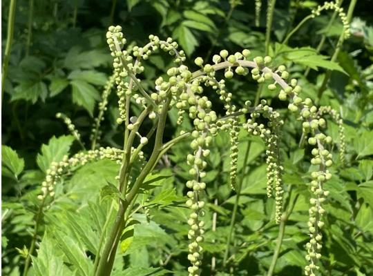 Actaea simplex White Pearl