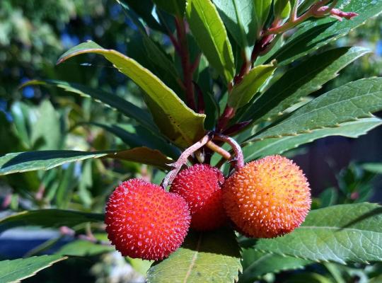 Arbutus unedo 'Compacta'