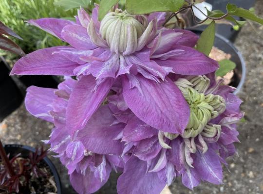 Clematis Kaiser