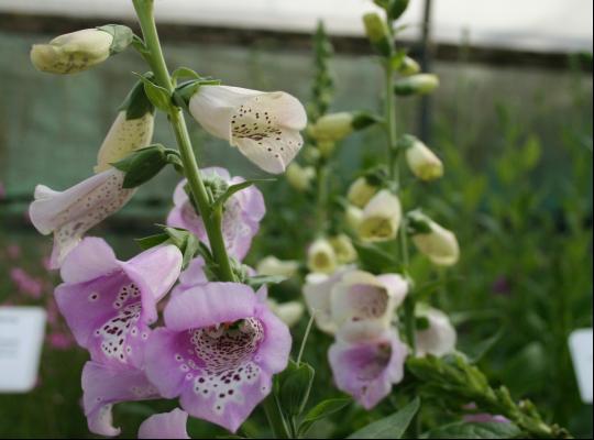 Digitalis Purpurea Excelsior Hybrids
