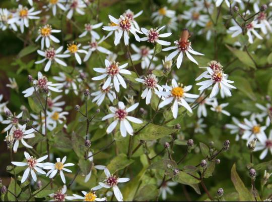 Eurybia (Aster) divaricata