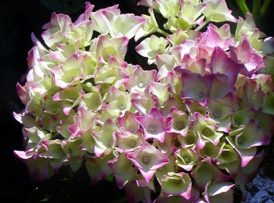 Hydrangea mac. Cocktail