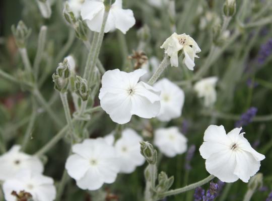 Lychnis coronaria 'Alba'
