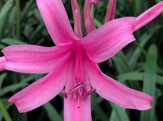 Nerine bowdenii Pink Triumph