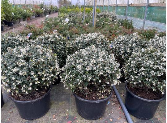 Osmanthus burkwoodii (Topiary)