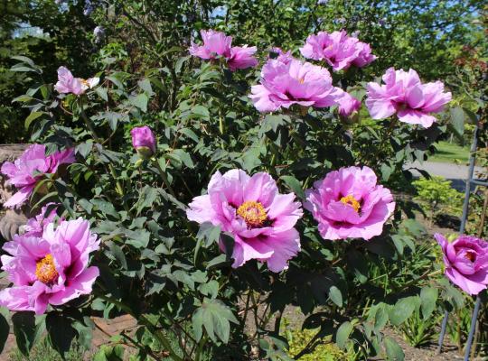 Paeonia Tree (8 COLOURS)