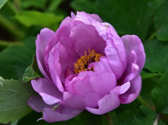 Paeonia Tree (8 COLOURS)