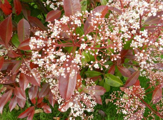 Photinia fraseri 'Red Robin' (Topiary)