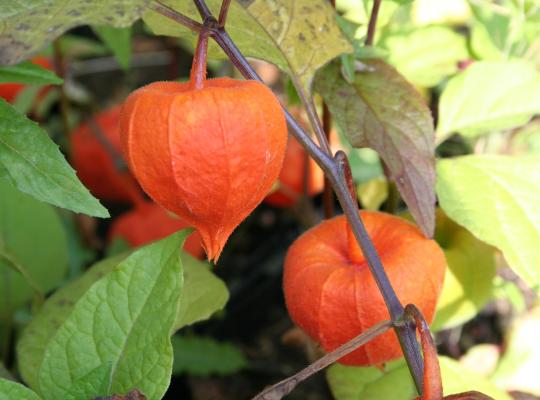 Physalis franchetti