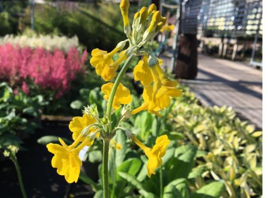 Primula prolifera