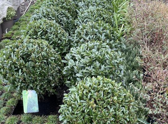 Prunus laurocerasus Sofia