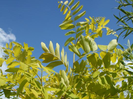 Robinia pseudoacacia Frisia