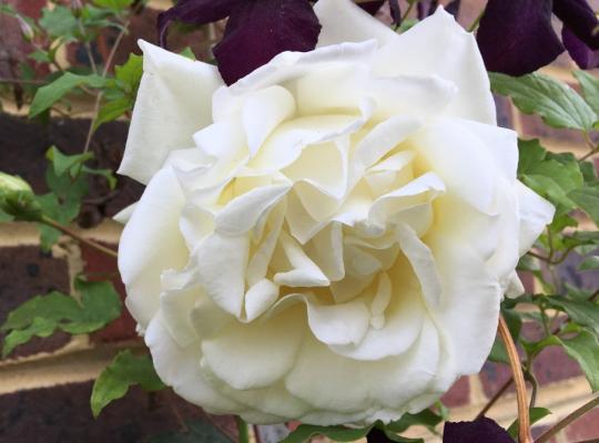 Rosa Creme de la Creme