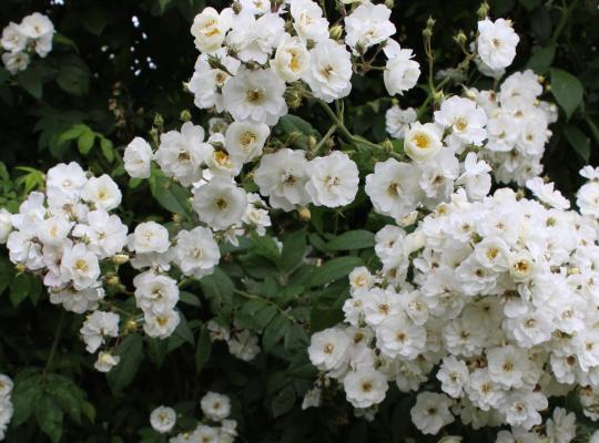Rosa Rambling Rector