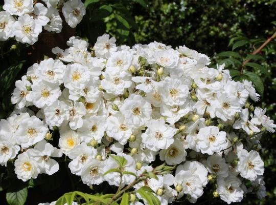 Rosa Rambling Rector