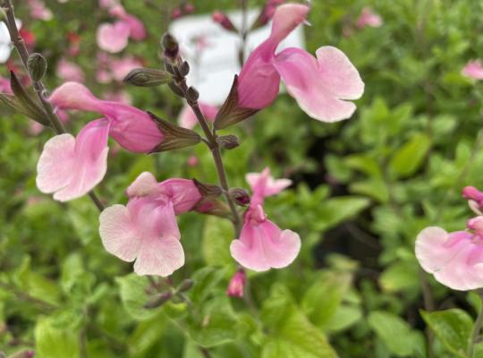 Salvia 'Candy Dream'