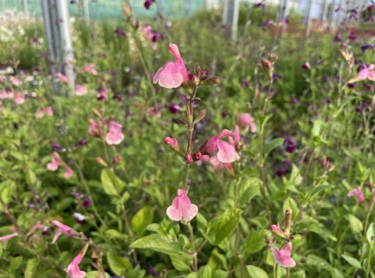 Salvia 'Candy Dream'