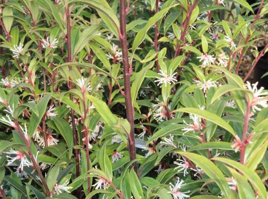 Sarcococca hookeriana var. digyna