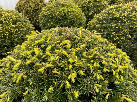 Taxus baccata
