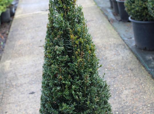 Taxus baccata