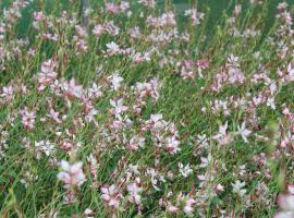 Gaura lind. Rosyjane
