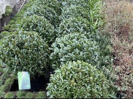 Prunus laurocerasus Sofia